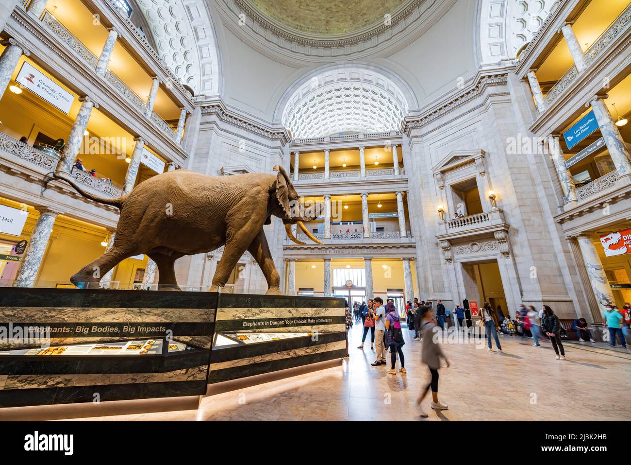 Washington DC, MAR 31 2022 - Interior view of the Smithsonian National Museum of Natural History ...