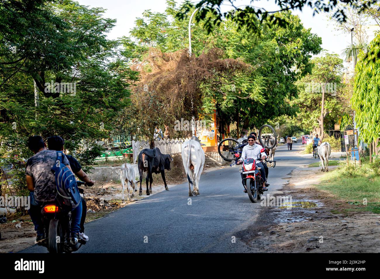 Motorcycles and cattle (Bos indicus) on a street in India; Greater ...