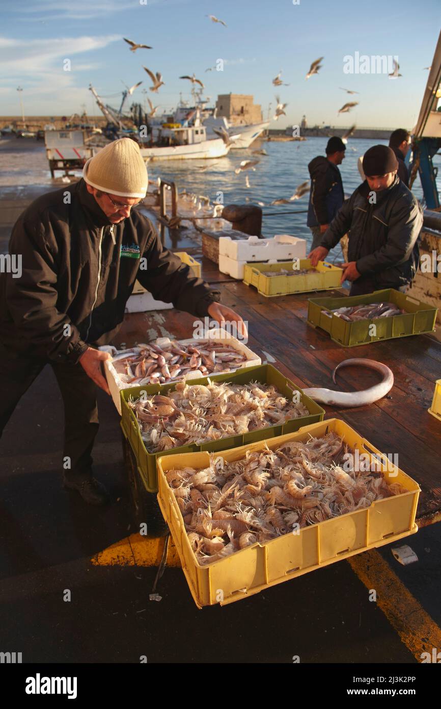 The morning fish catch being off-loaded from boats at Trani, Italy ...