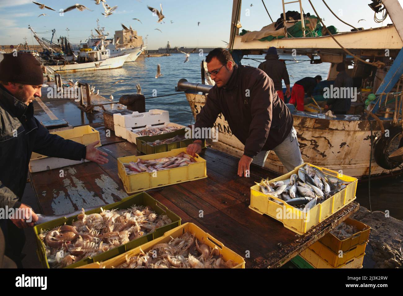 The morning fish catch being off-loaded from boats at Trani, Italy ...
