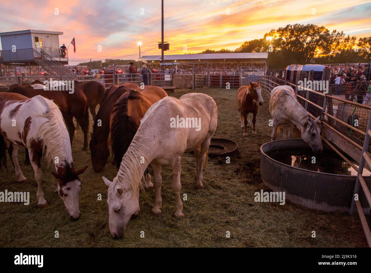 Livingston montana horse hi-res stock photography and images - Alamy