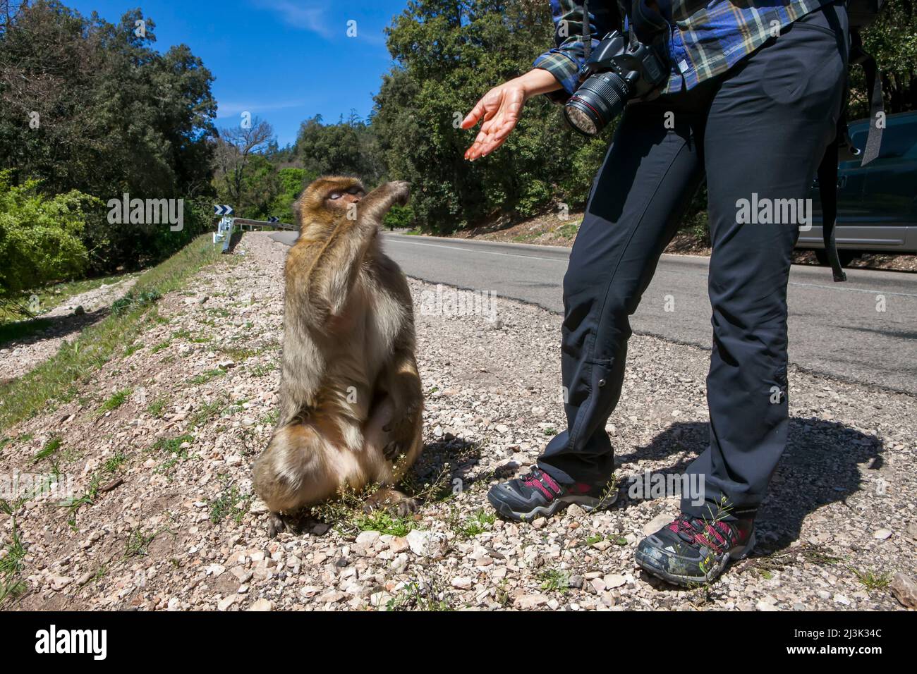 On the side of the road, a monkey reaches and grabs food from a tourist ...