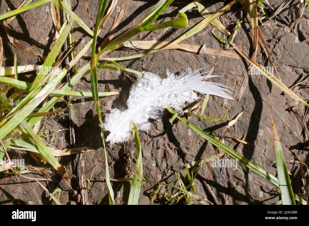 1 tiny white feather Stock Photo - Alamy