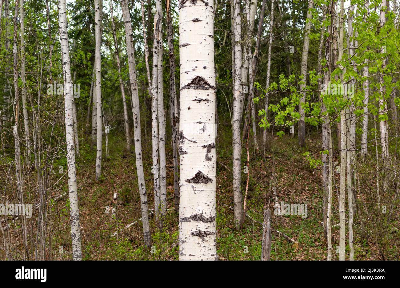 View through birch trees (Betula) on a drive south of Prince George to ...