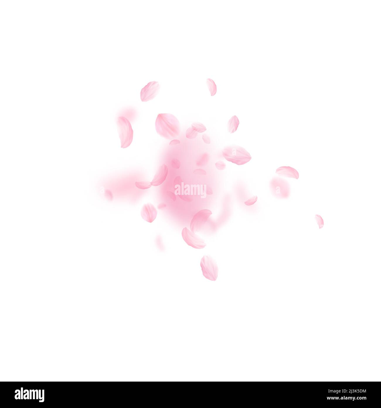 Sakura petals falling down. Romantic pink flowers explosion. Flying ...