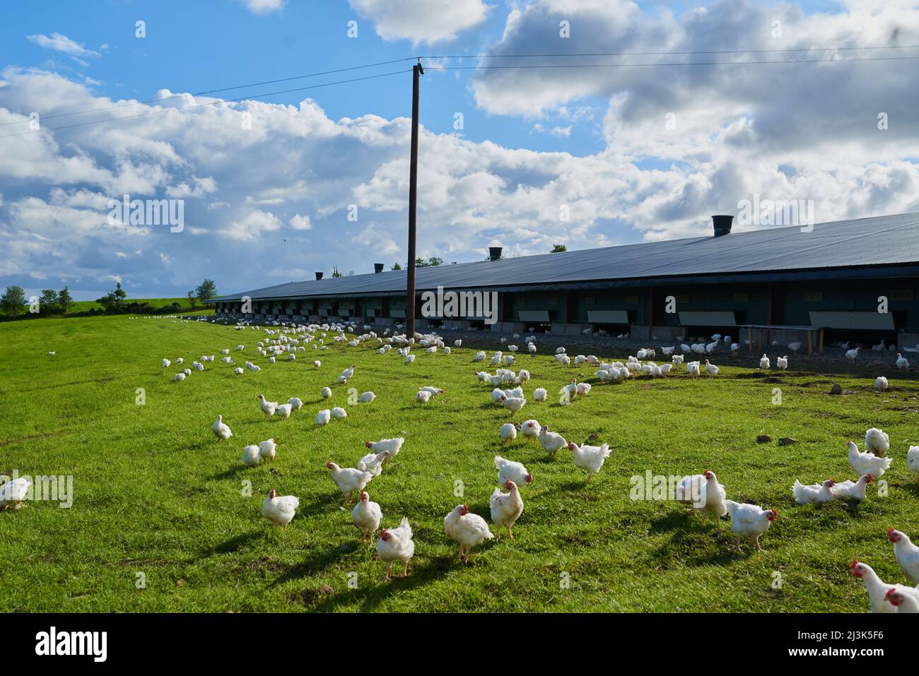 Happy and free. Shot of a flock of chickens gracefully walking around ...