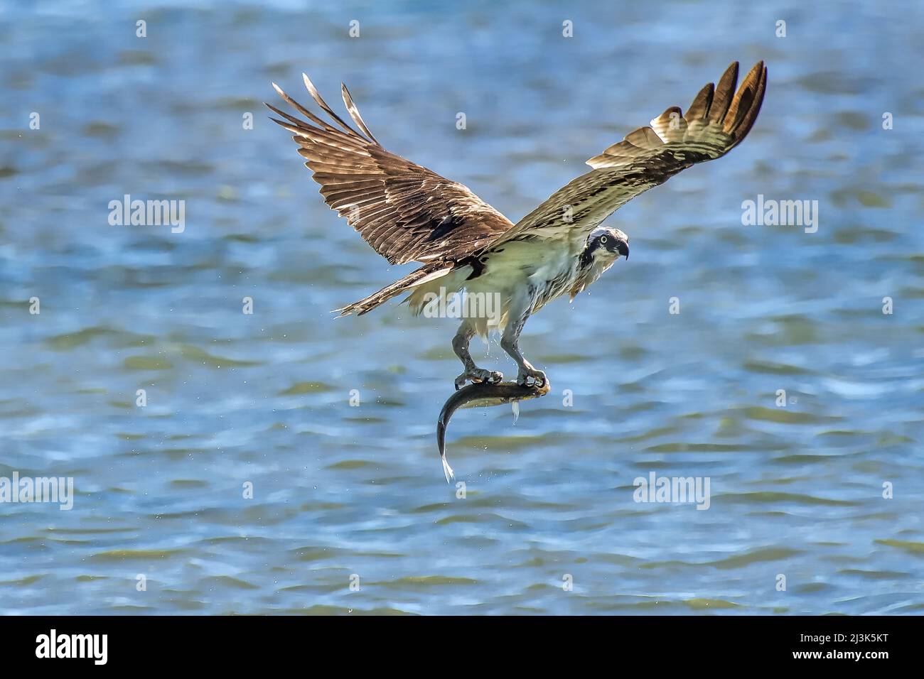 Osprey catching a fish hi-res stock photography and images - Alamy
