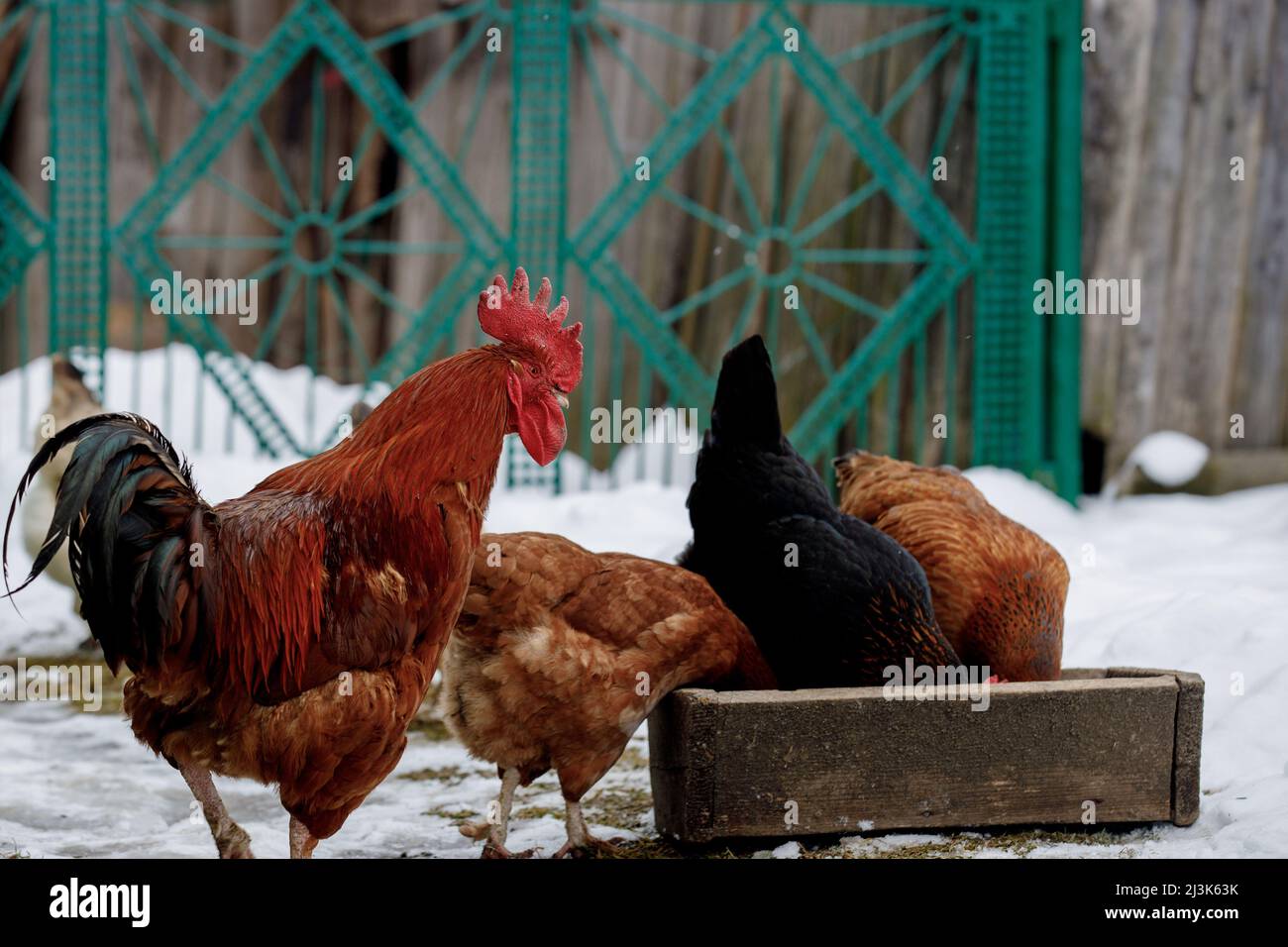 Chicken farm. Rural chicken farm stable with lots of chickens walking ...