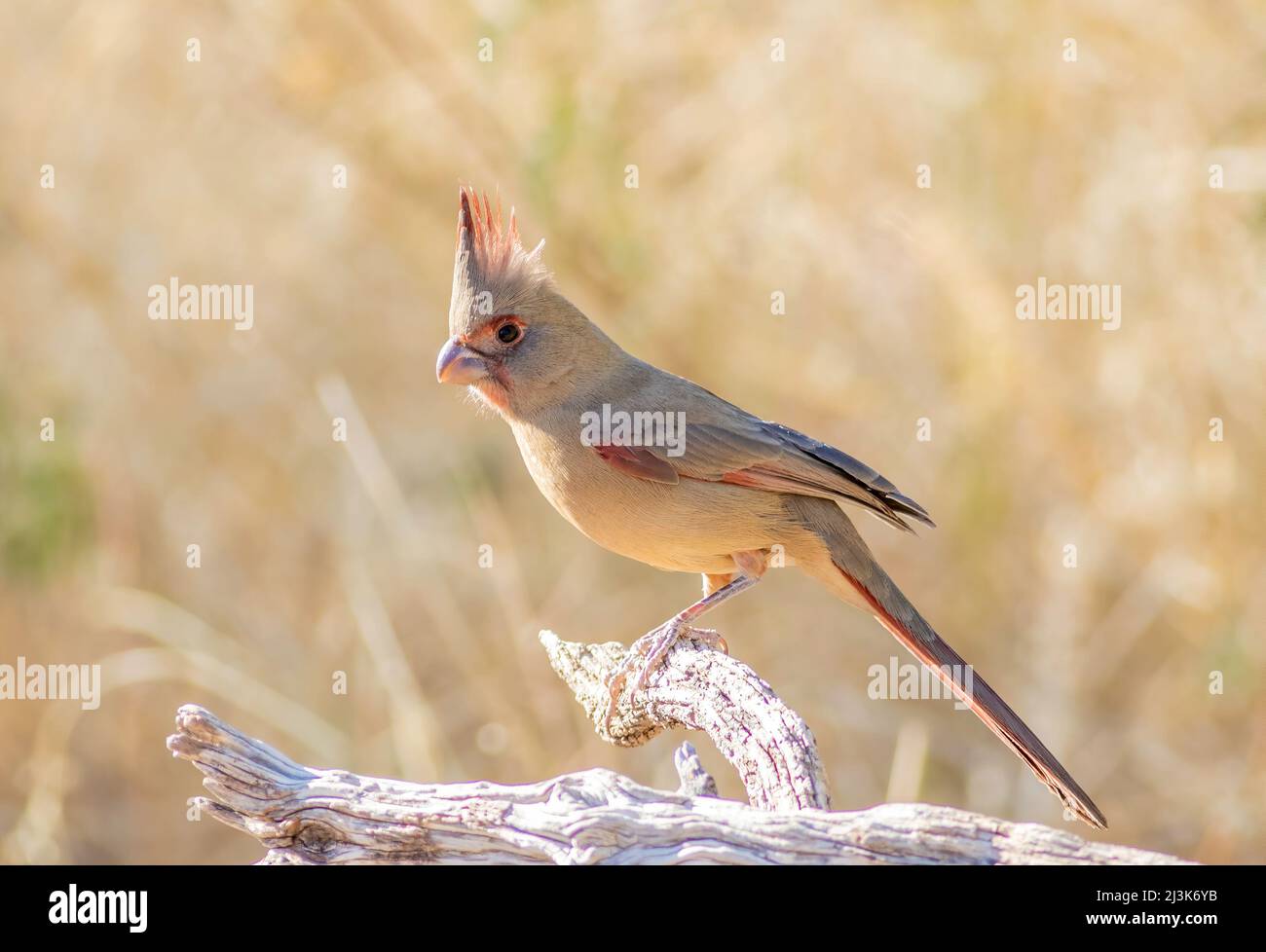 Mexican cardinal hi-res stock photography and images - Alamy