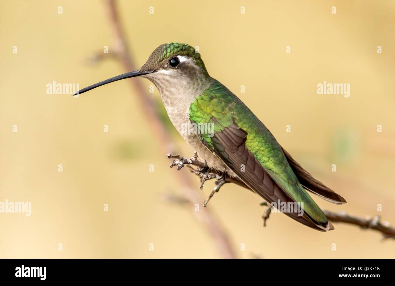 A female Rivoli's magnificent hummingbird perched on a tree limb Stock ...
