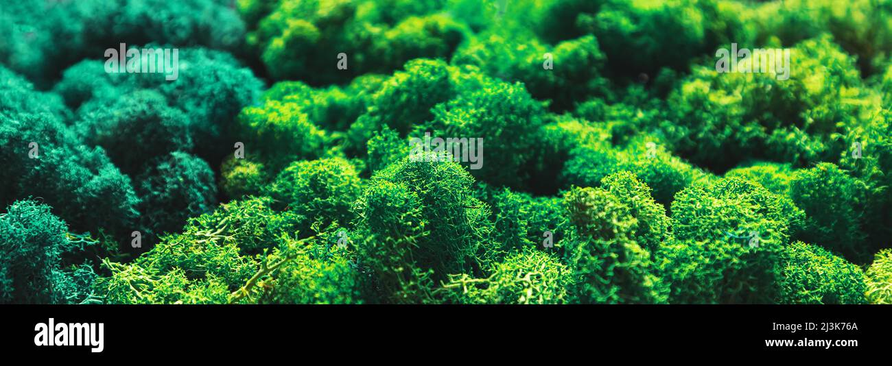 Decorative wall made of green stabilized moss as a creative ecological ...