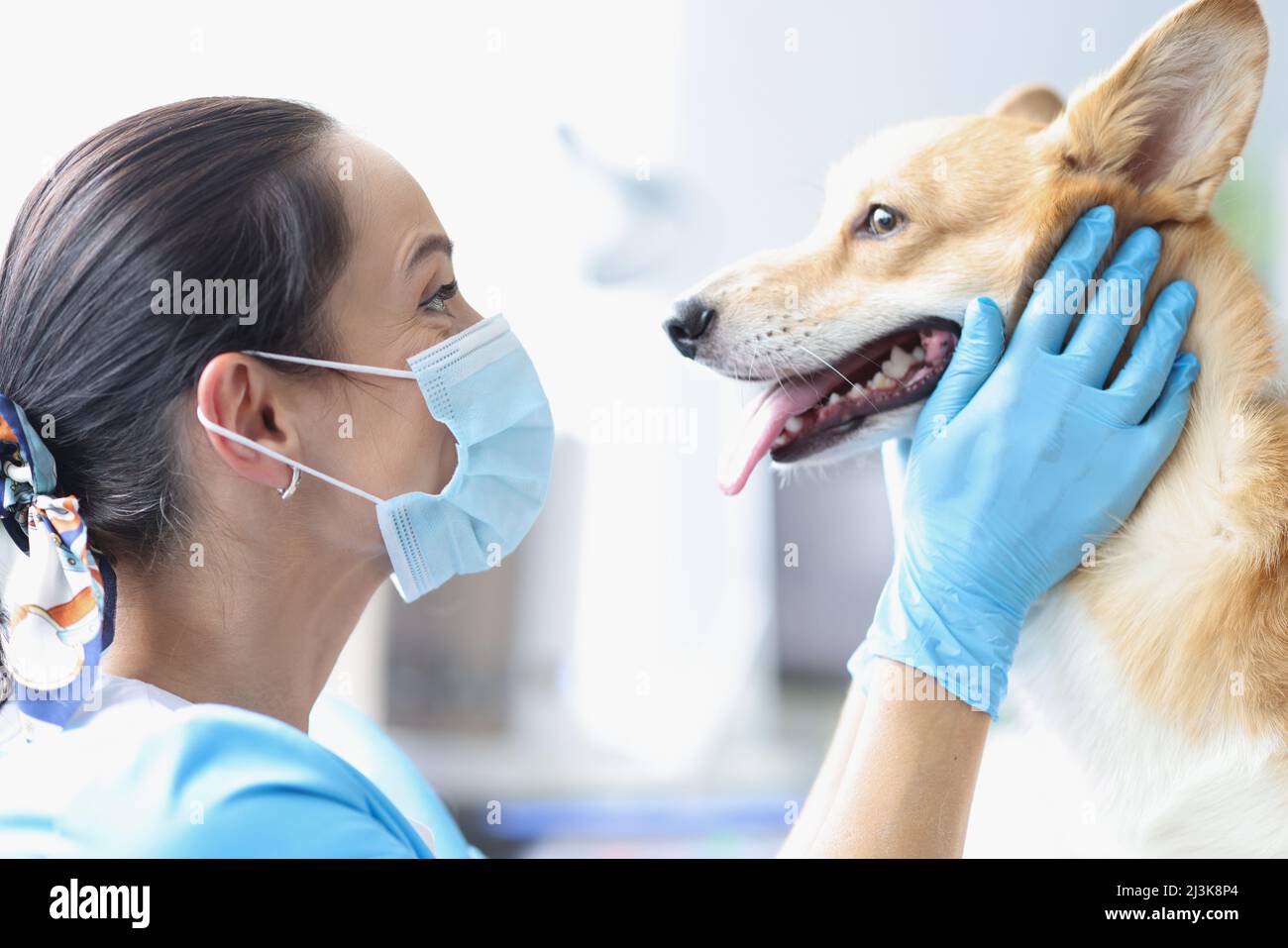 Examination dog hi-res stock photography and images - Alamy