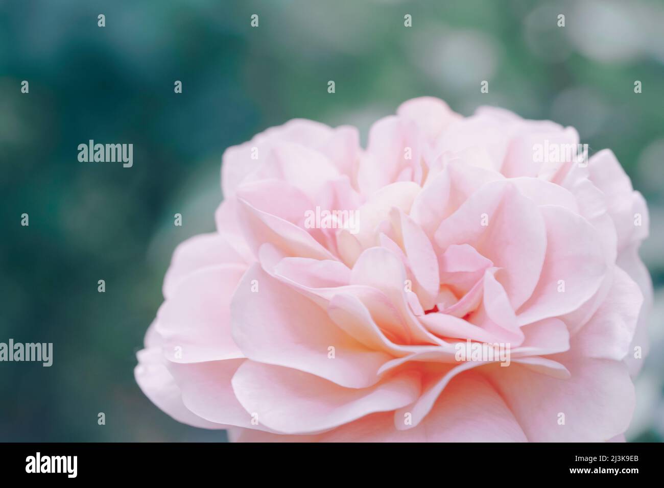 Pink color roses flowers background. Abstract defocused flower backdrop ...