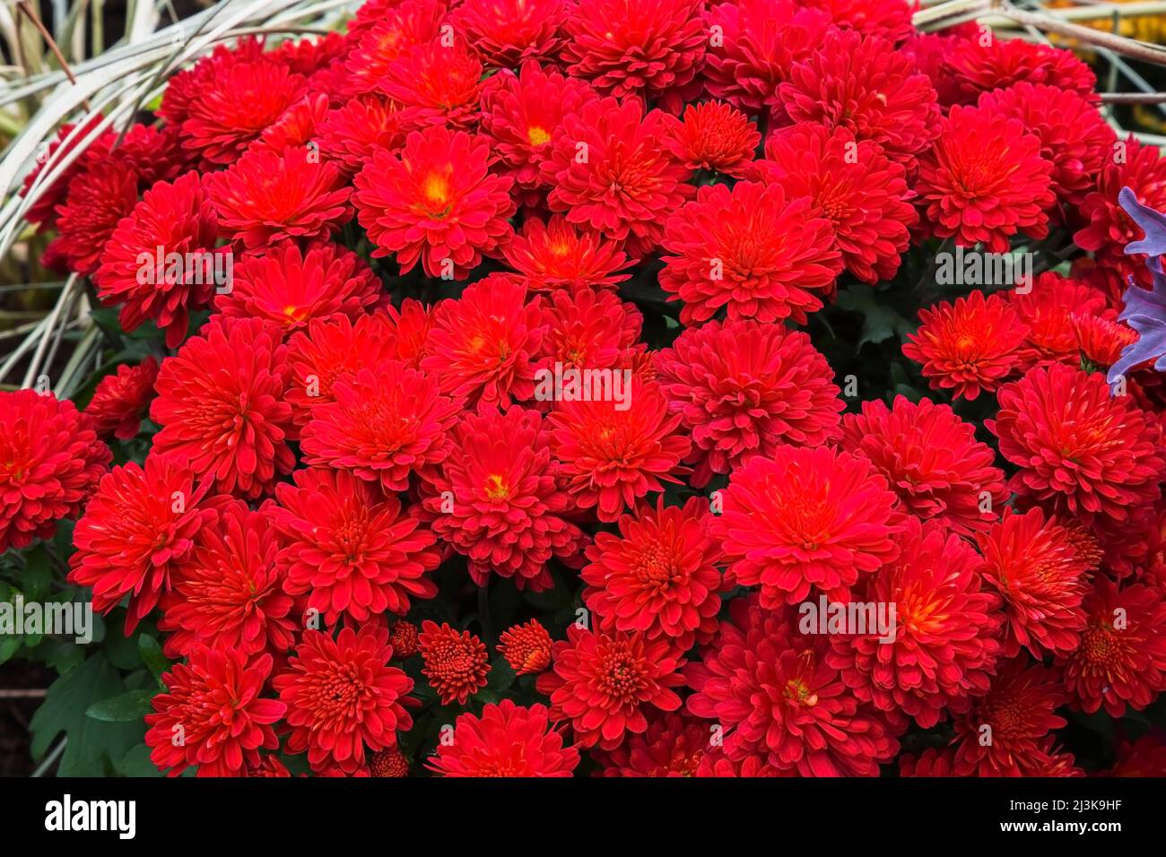 Red Autumn Chrysanthemum flowers Stock Photo - Alamy