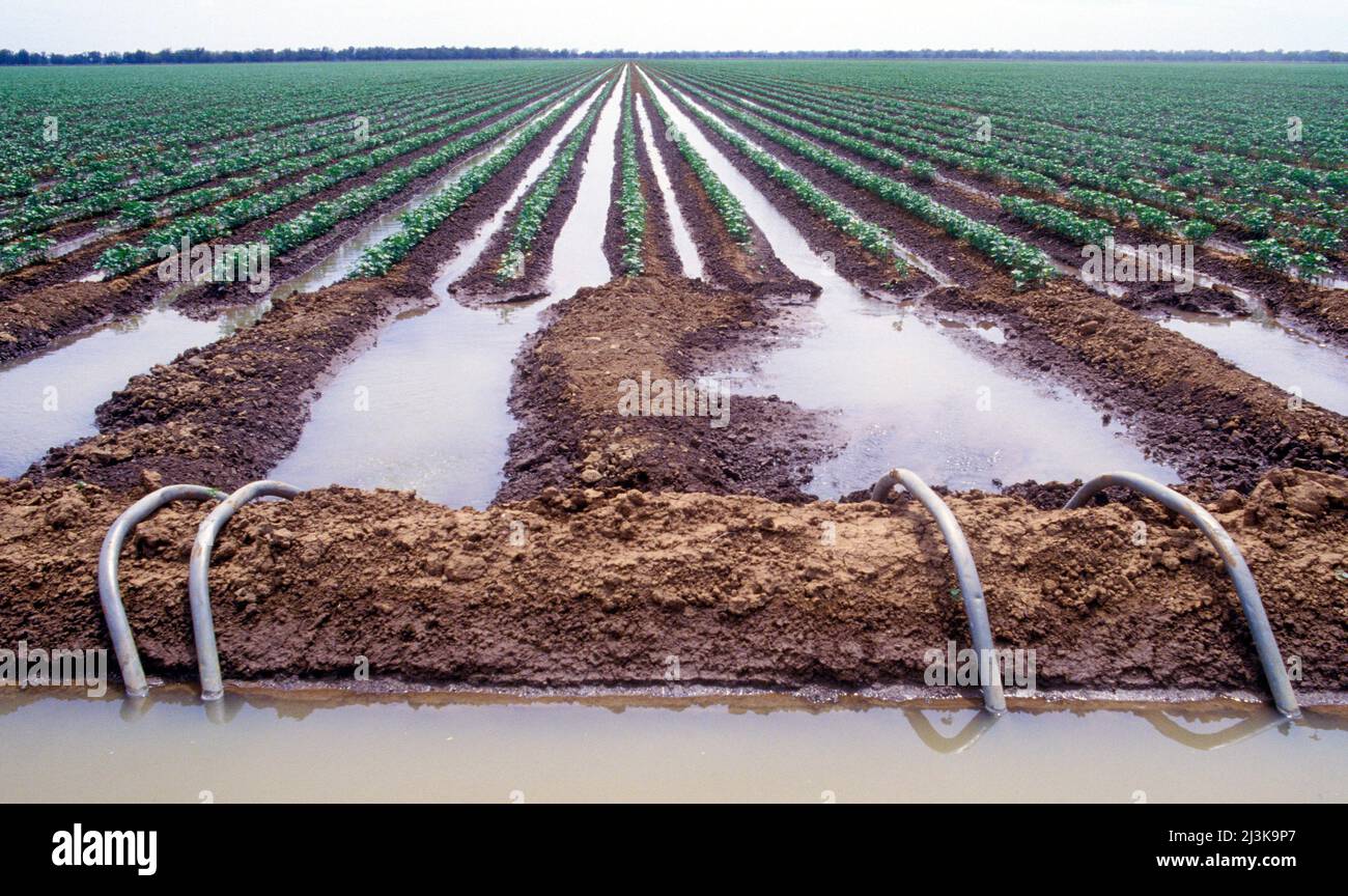 Ord river irrigation hi-res stock photography and images - Alamy