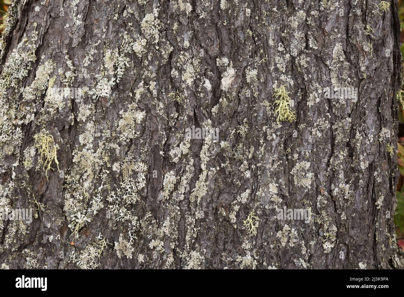 Pinus - Pine tree bark covered with Lichen growth Stock Photo - Alamy