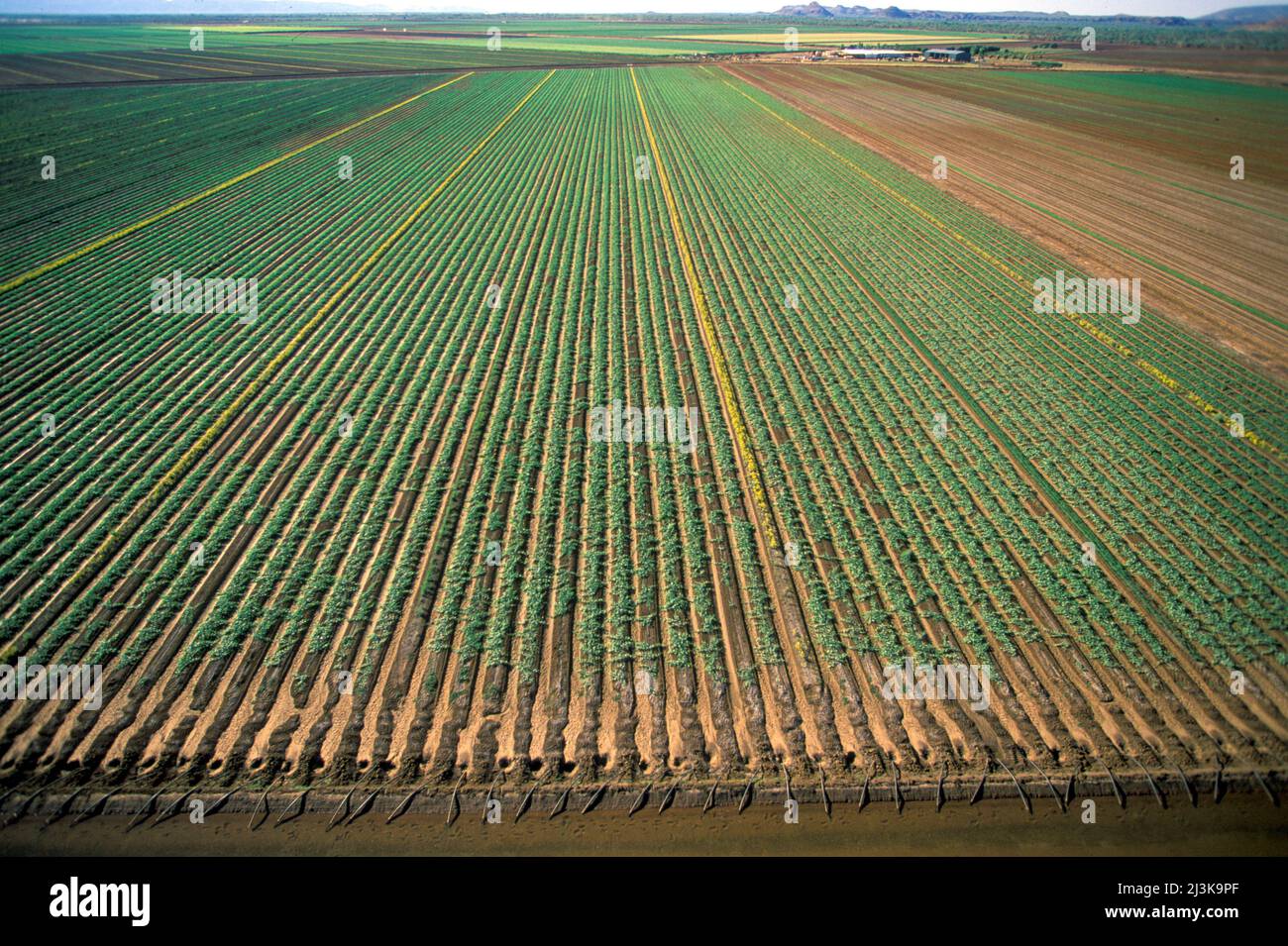 Crops under irrigation at Kununurra on the Ord river Western Australia ...