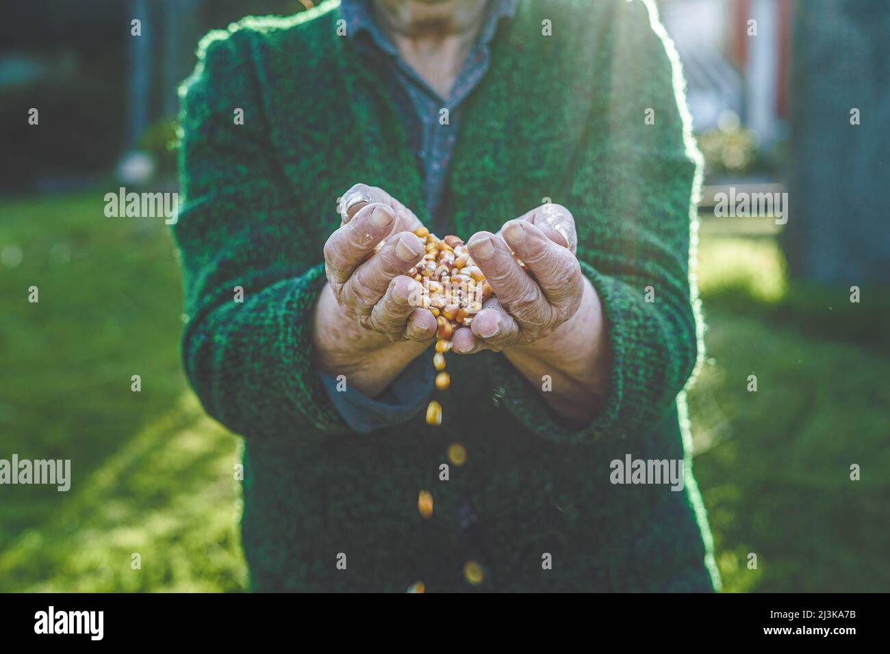 Corn seed falling hi-res stock photography and images - Alamy