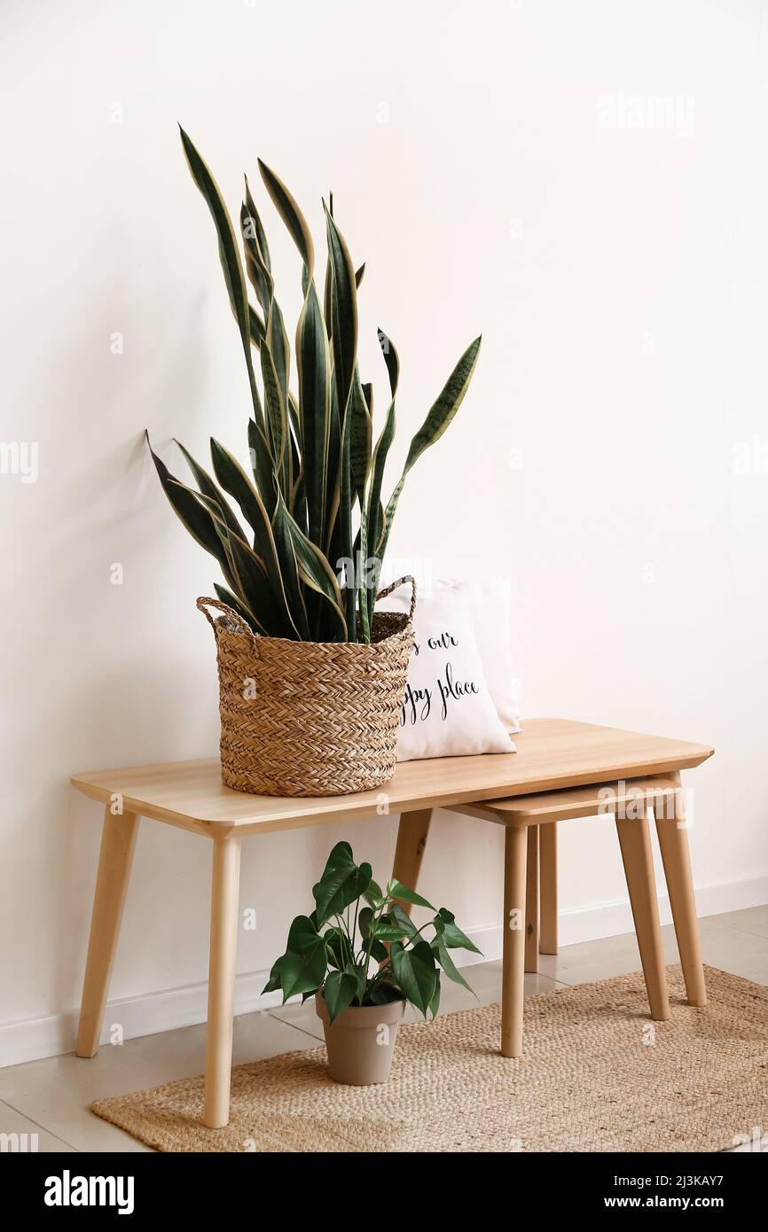 Table with beautiful houseplants and chair near white wall Stock Photo ...