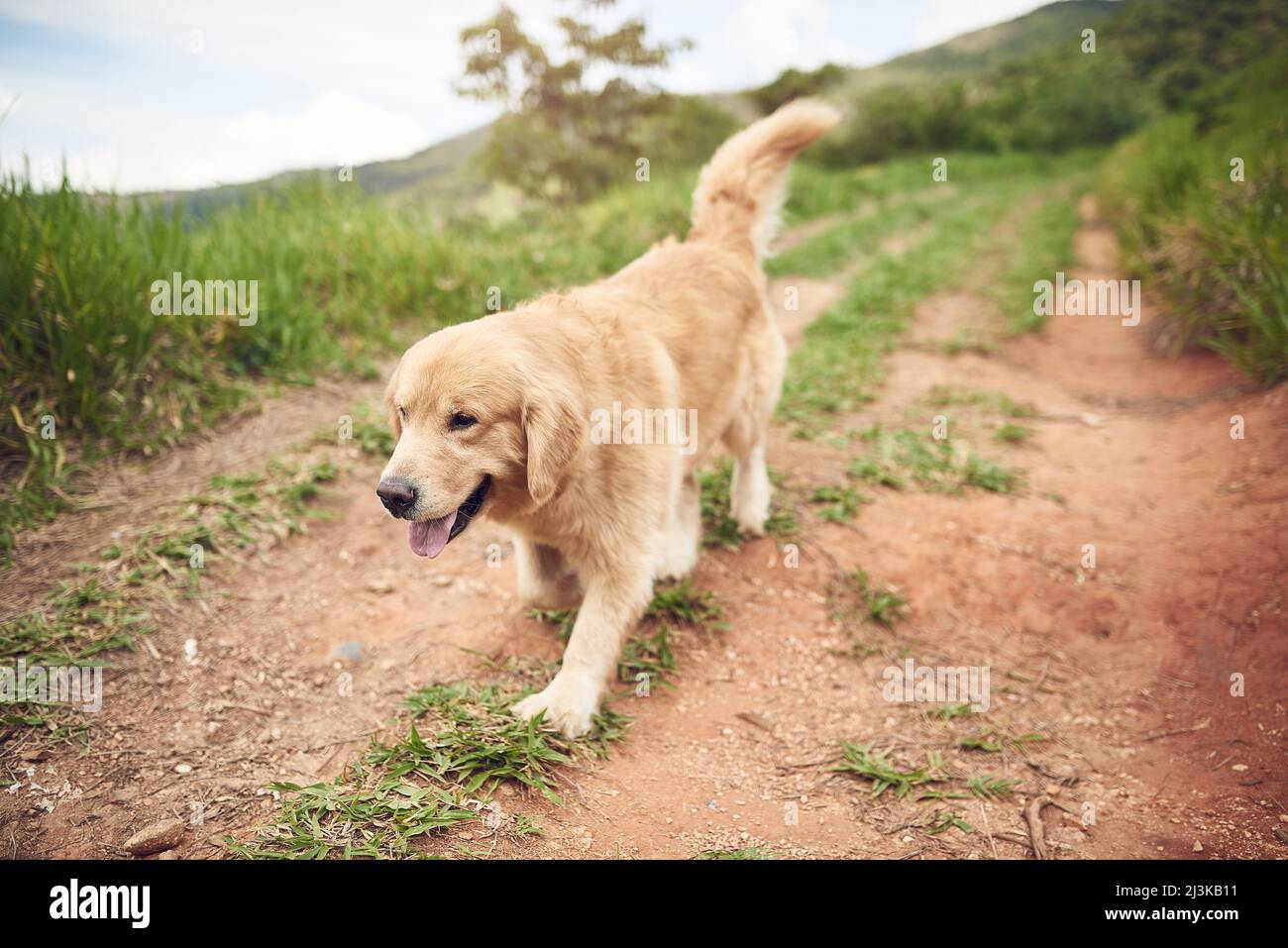 Come on boy. Full length shot of an adorable golden retriever running ...