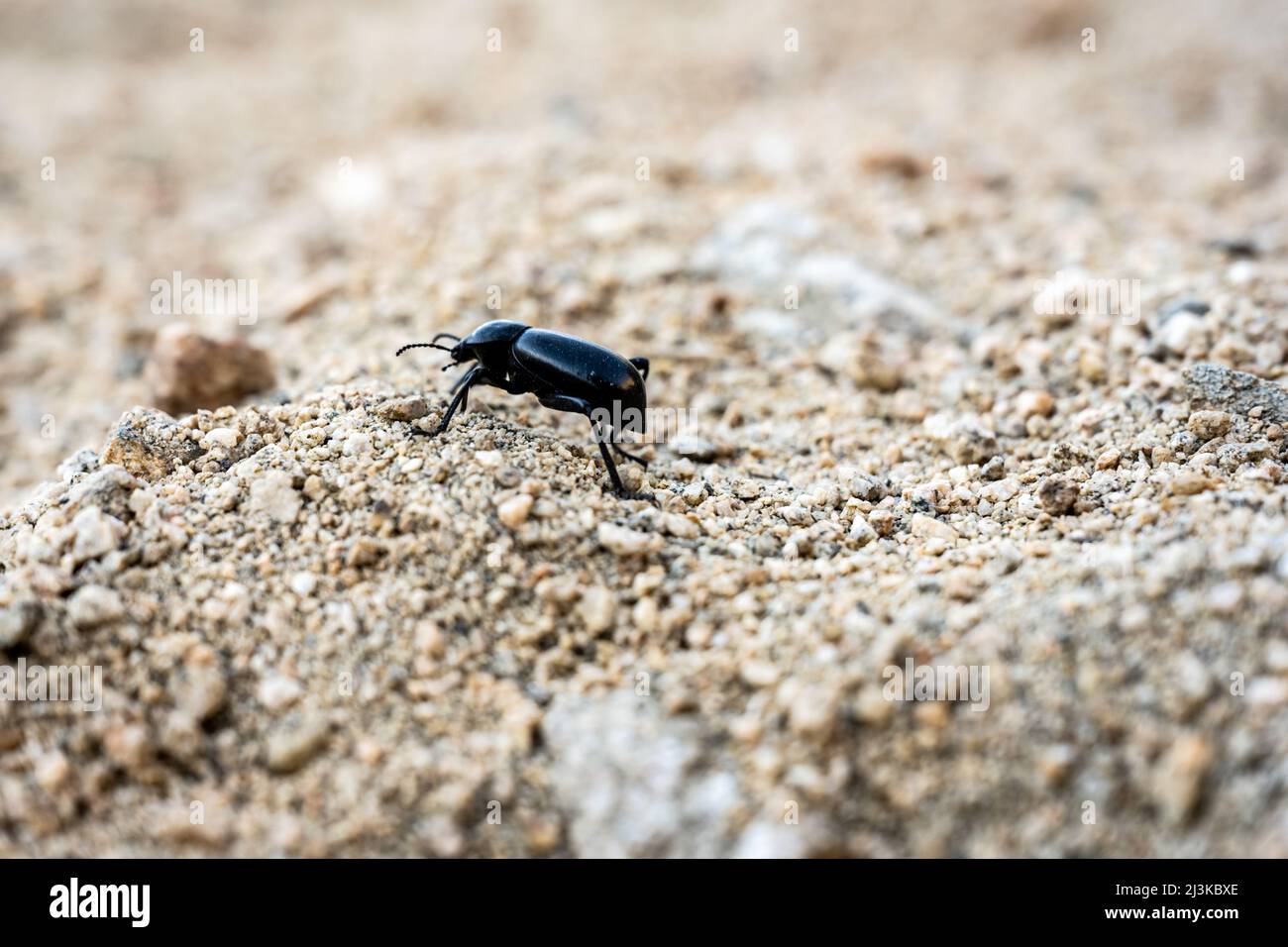 Black Beetle Walks Away From The Camera over ground in Joshua Tree ...