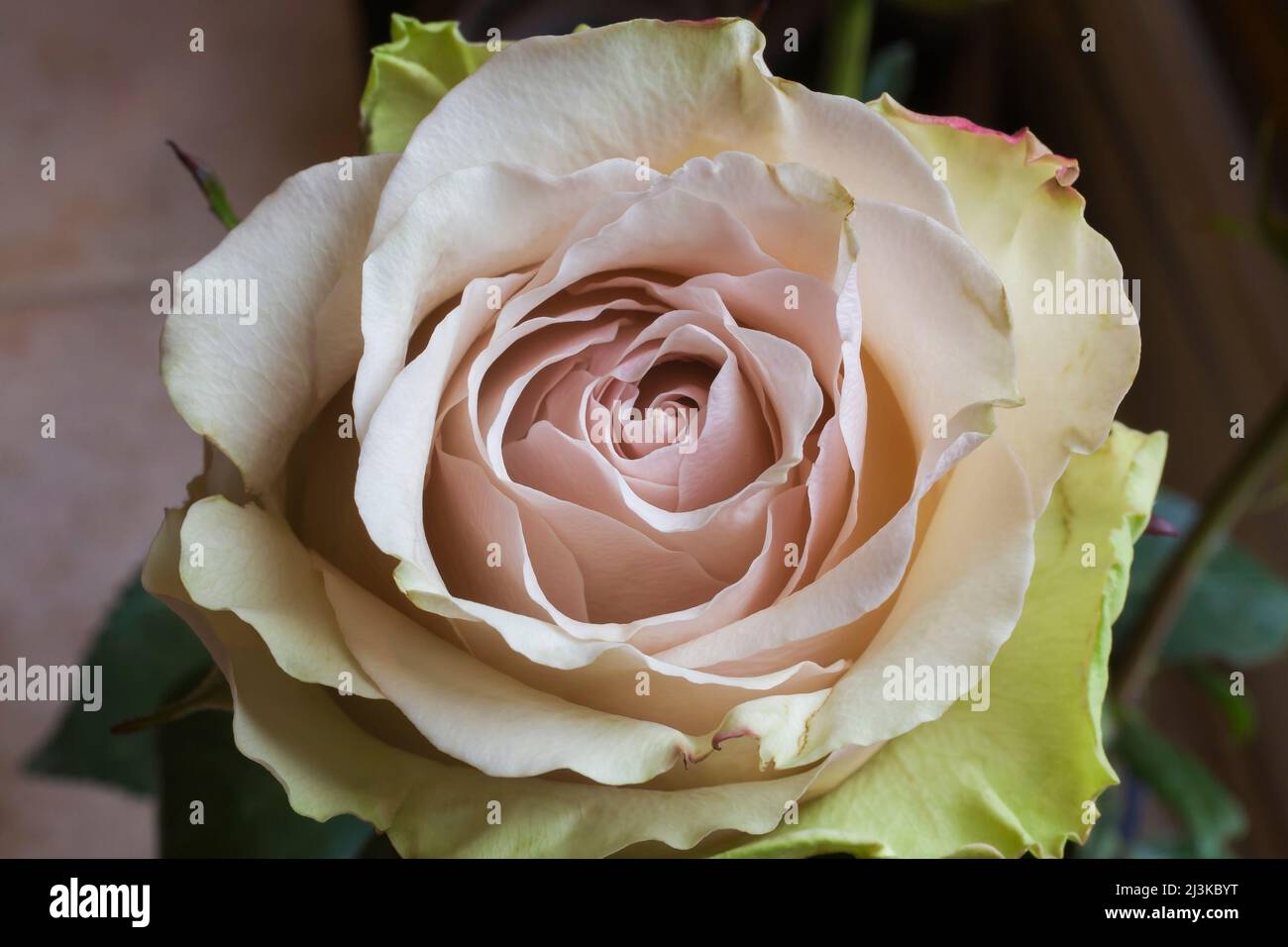 Pastel coloured Rosa - Rose Stock Photo - Alamy