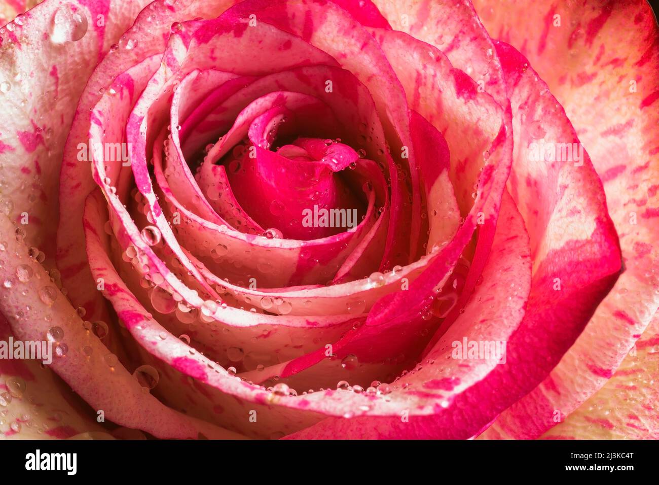 Red and white variegated Rosa - Rose with water droplets Stock Photo ...