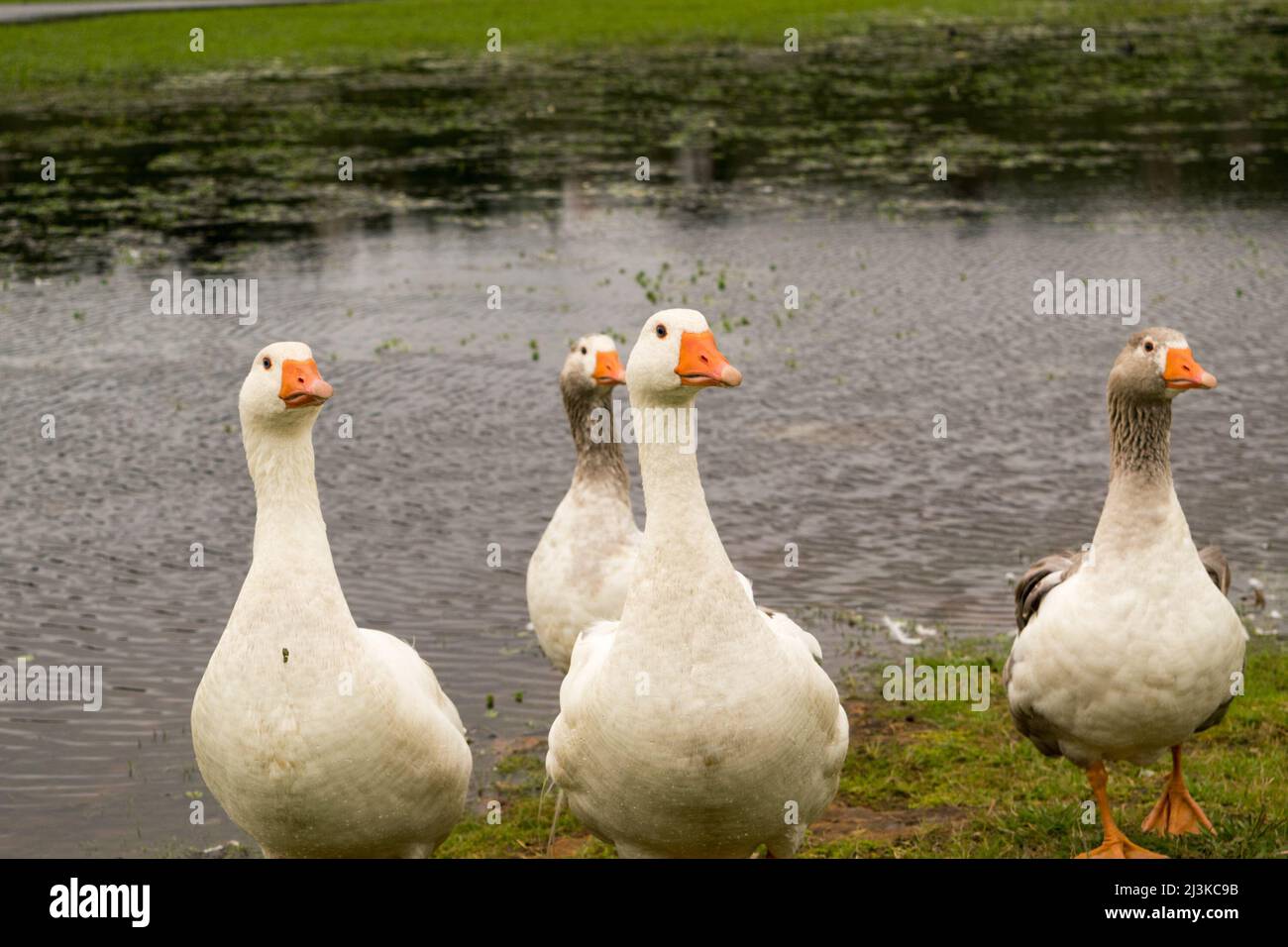Goose coming out of water hi-res stock photography and images - Alamy
