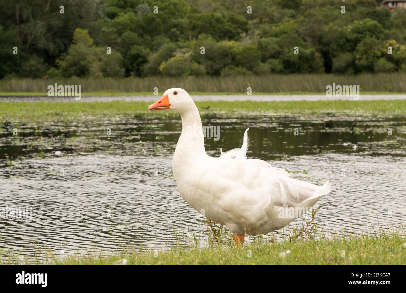 Gooses in water hi-res stock photography and images - Alamy