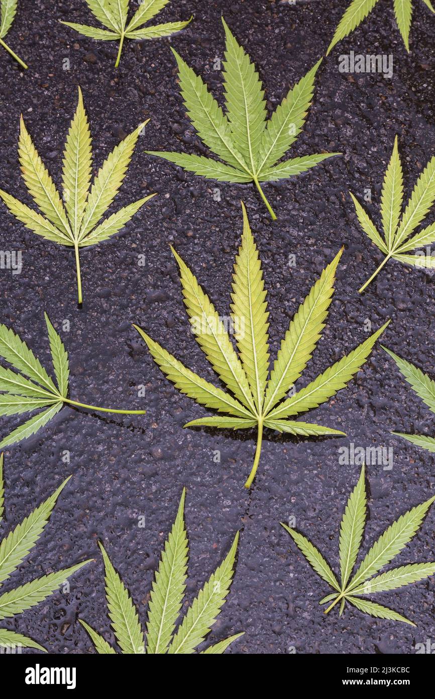 Harvested turned over Cannabis sativa - Marijuana leaves on wet black ...