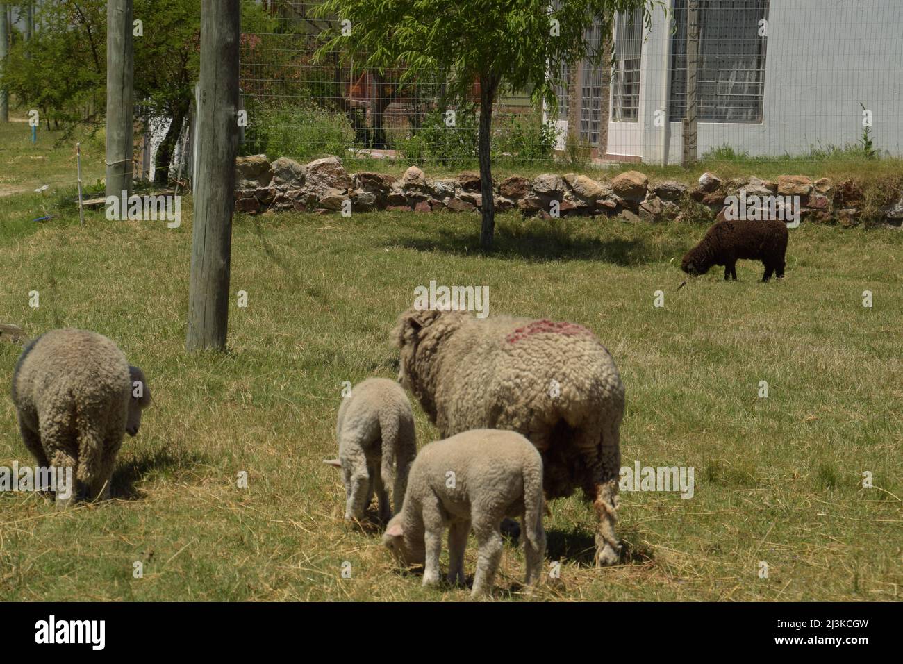 A group of sheeps in a farm Stock Photo - Alamy