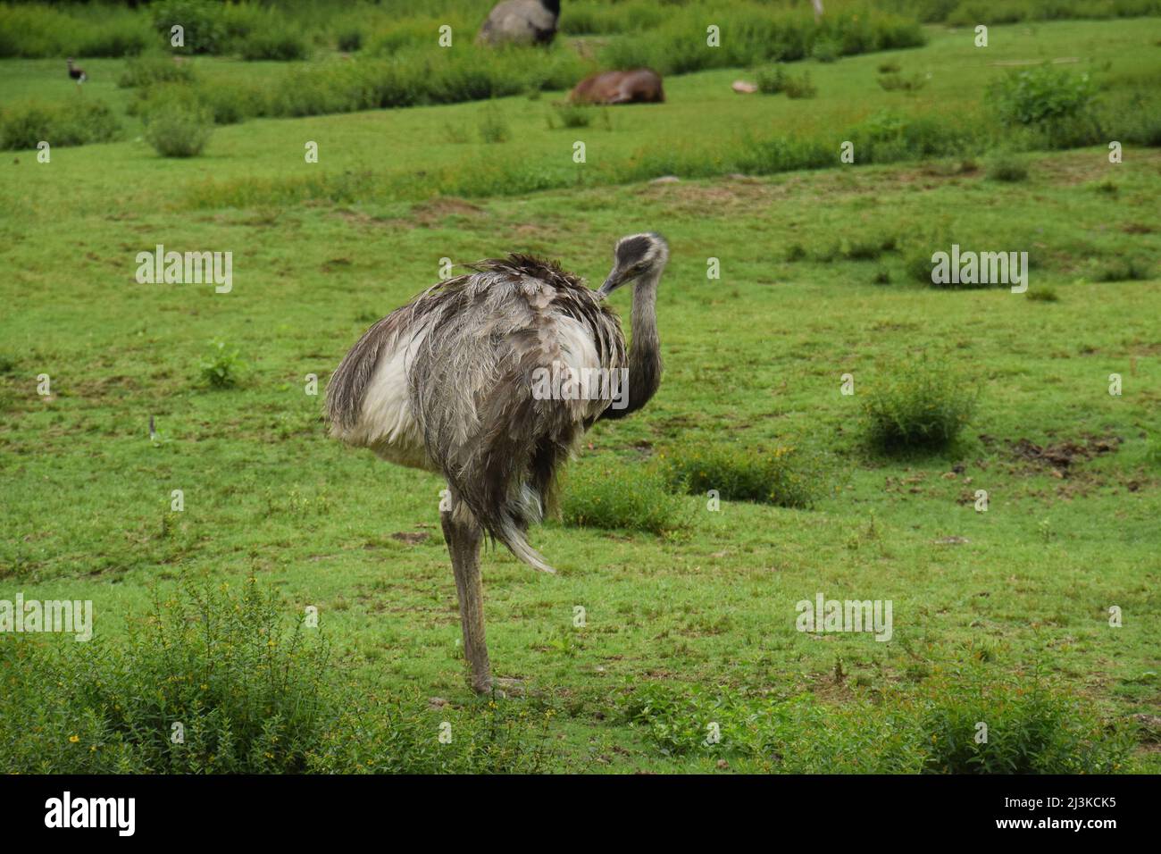 American ostrich hi-res stock photography and images - Alamy