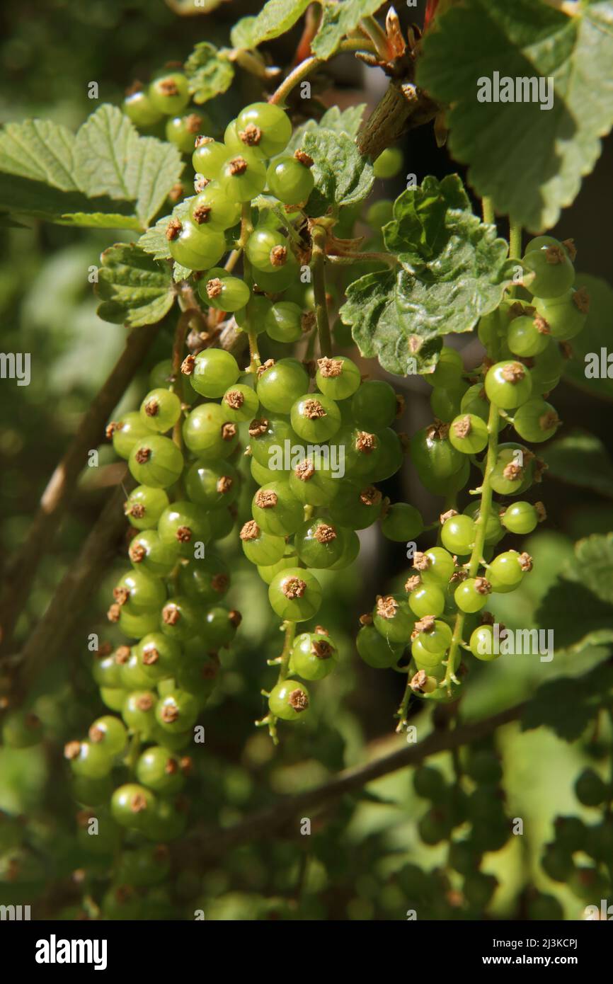 white currants ripening on bush Ribes rubrum Stock Photo - Alamy
