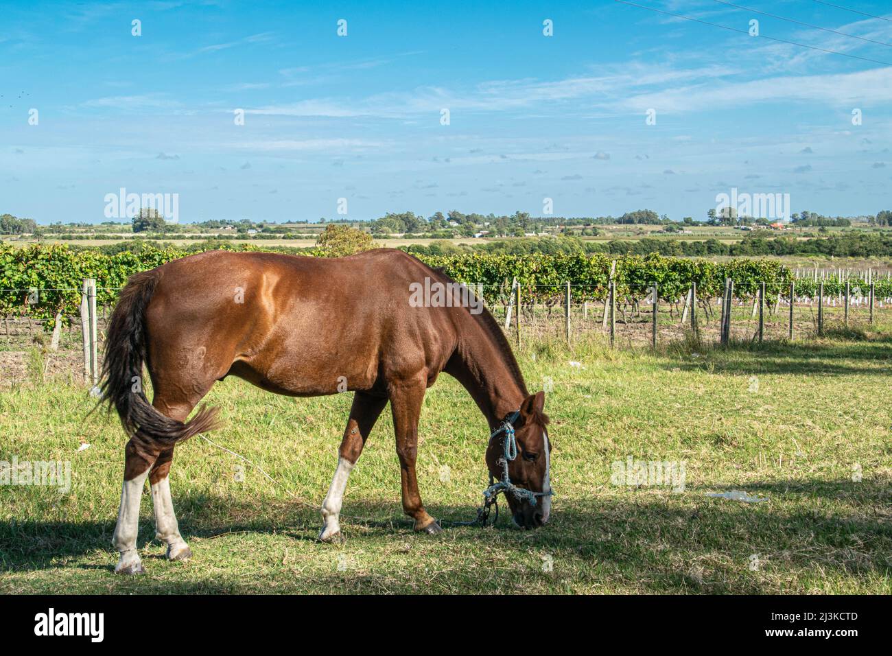 Free horse grazing in a farm Stock Photo - Alamy