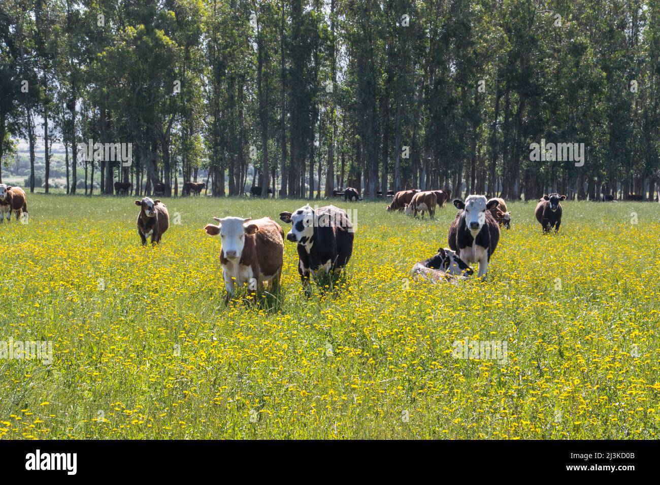 A bunch of cows in a farm Stock Photo - Alamy