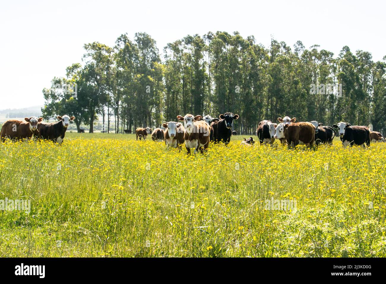 A bunch of cows in a farm Stock Photo - Alamy