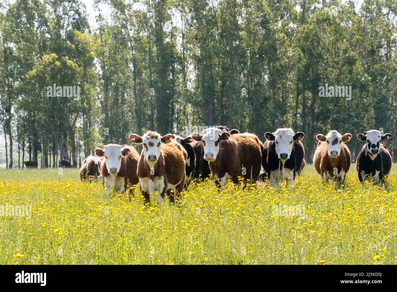 A bunch of cows in a farm Stock Photo - Alamy