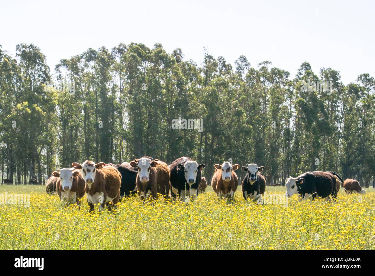 A bunch of cows in a farm Stock Photo - Alamy