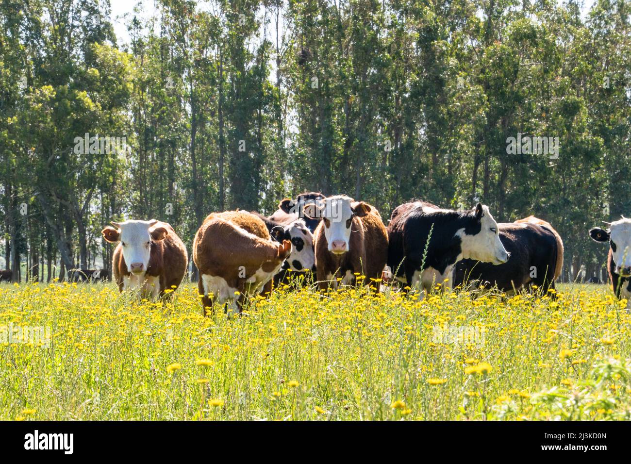Bunch of cows hi-res stock photography and images - Alamy