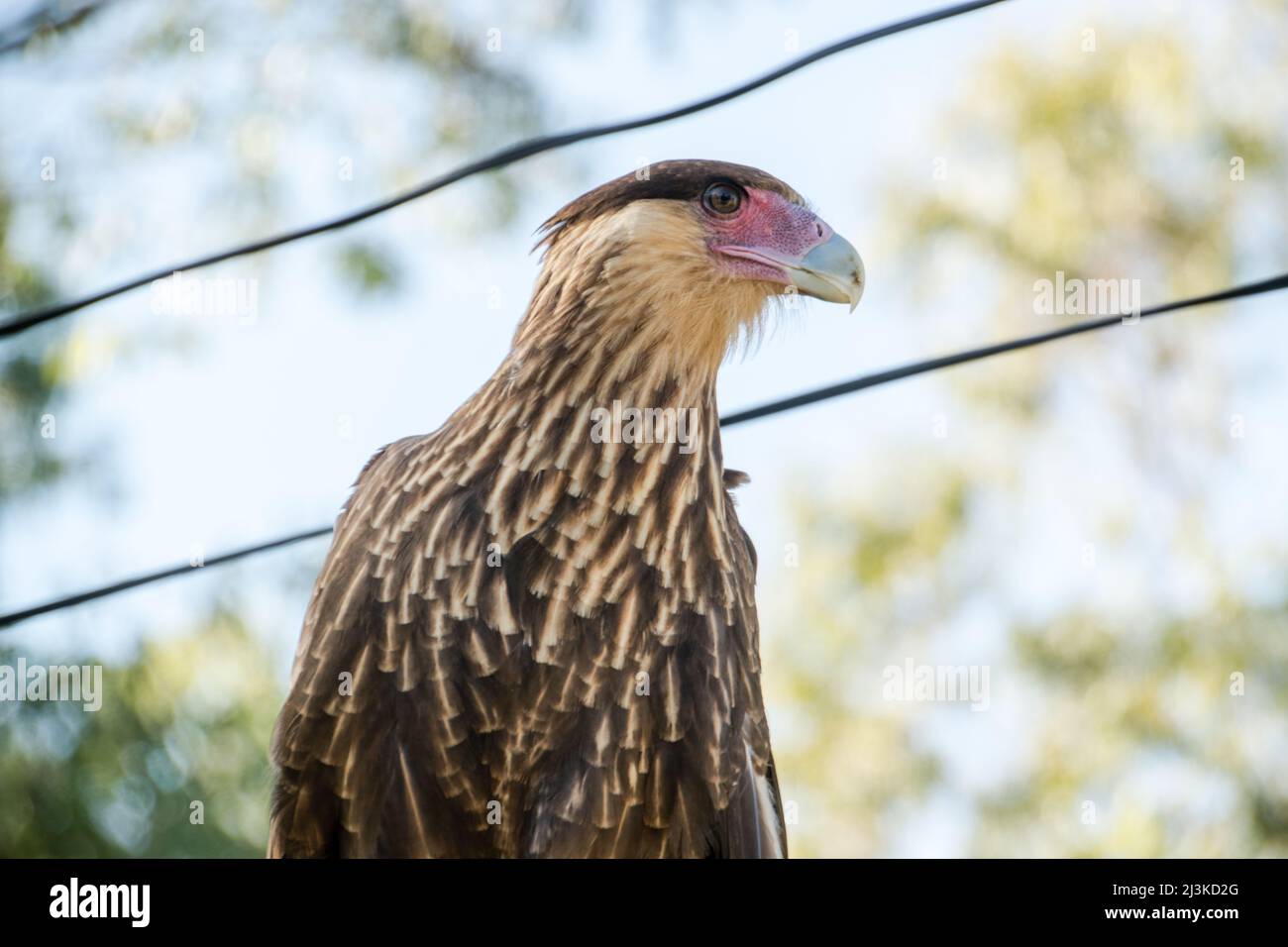 South American bird called Carancho Stock Photo - Alamy