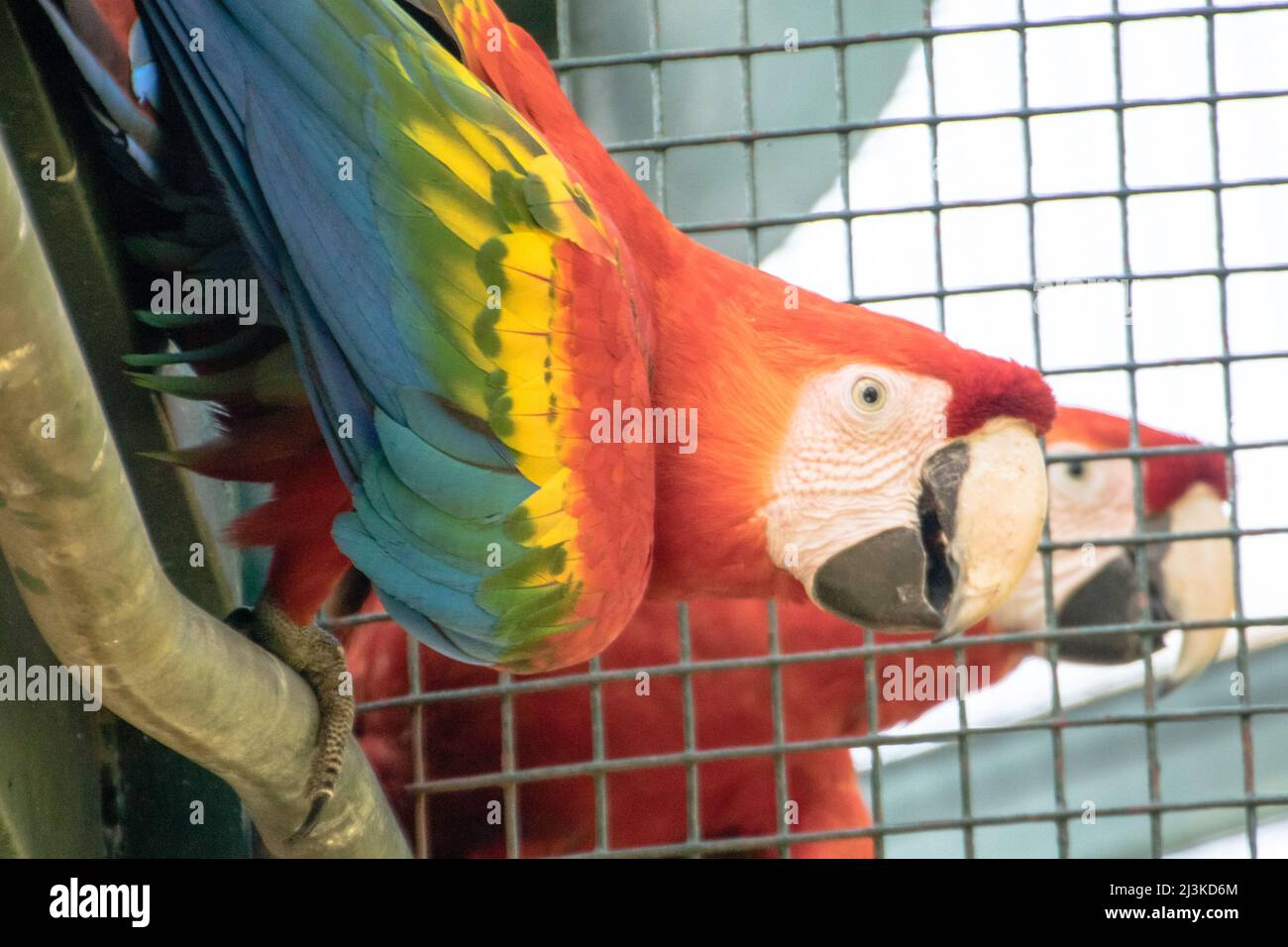 Colorfull parrot in the zoo Stock Photo - Alamy