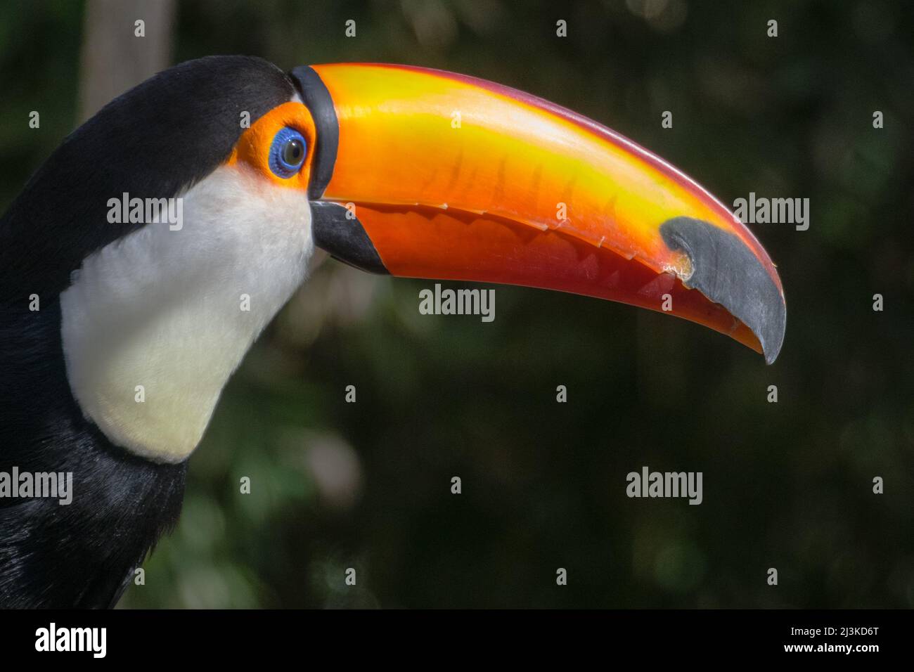 Beatifull toucan with orange beak Stock Photo - Alamy
