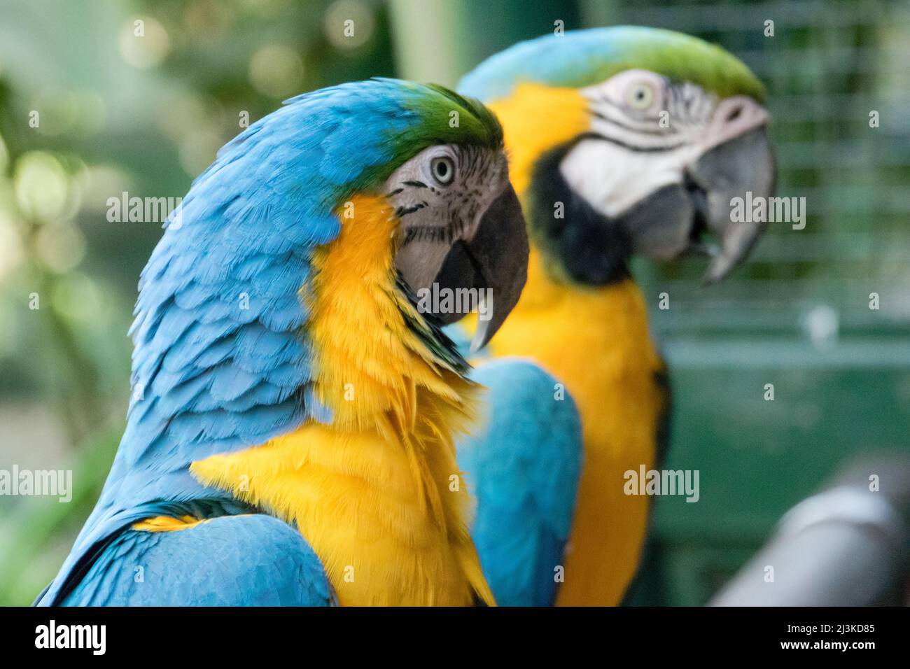 Yellow and blue parrot Stock Photo - Alamy