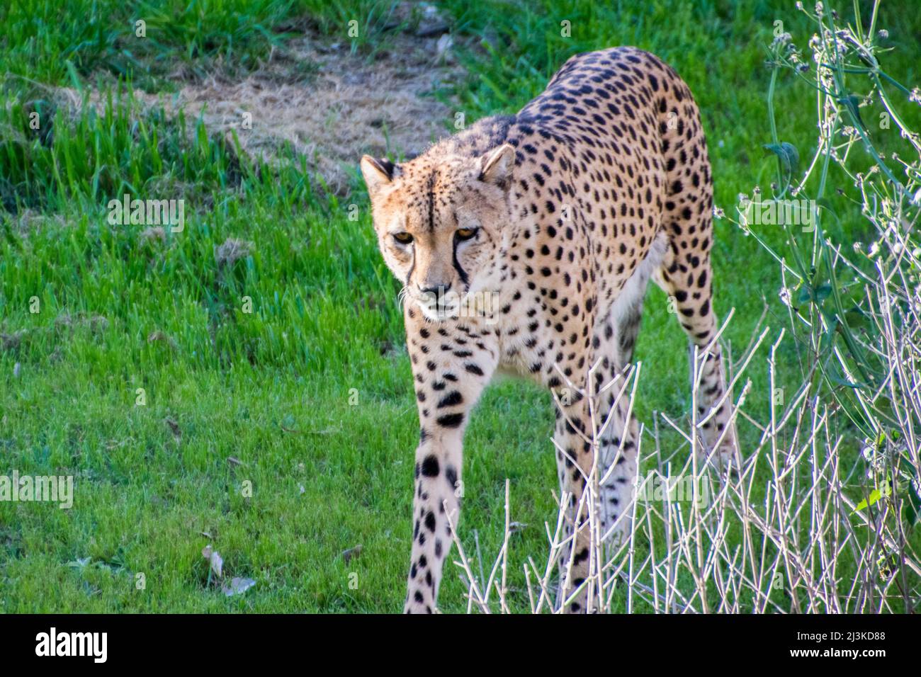Cheetah in Temaiken zoo Stock Photo - Alamy