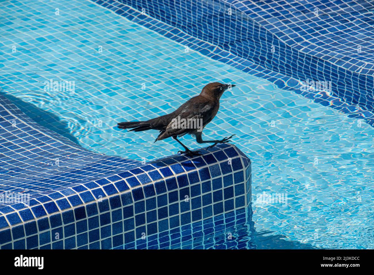 Black bird in the pool Stock Photo - Alamy
