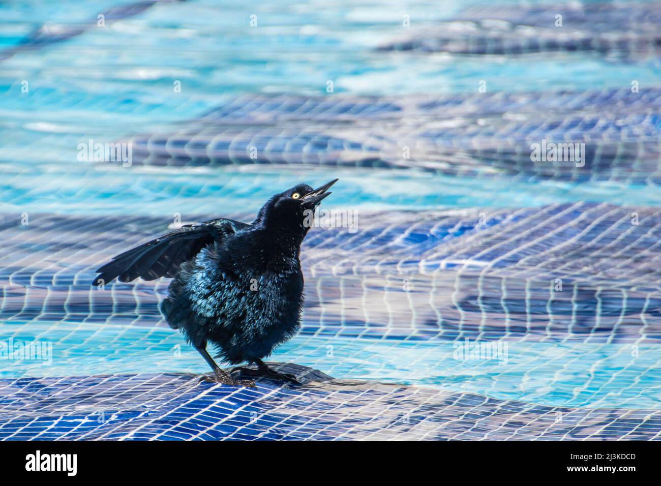 Black bird in the pool Stock Photo - Alamy