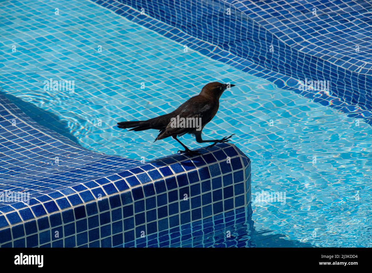 Black bird in the pool Stock Photo - Alamy