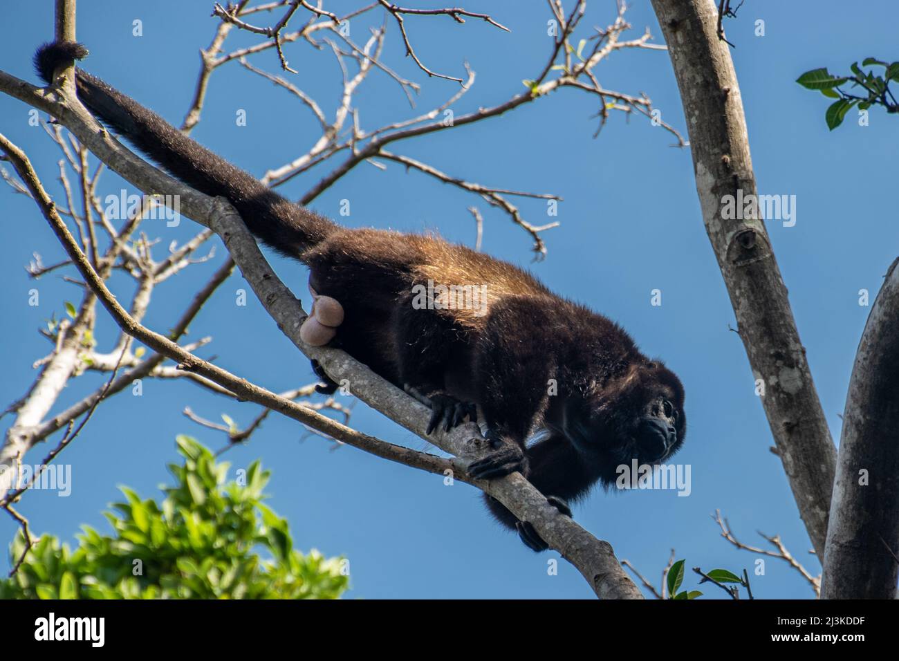 Black monkey in a tree Stock Photo - Alamy
