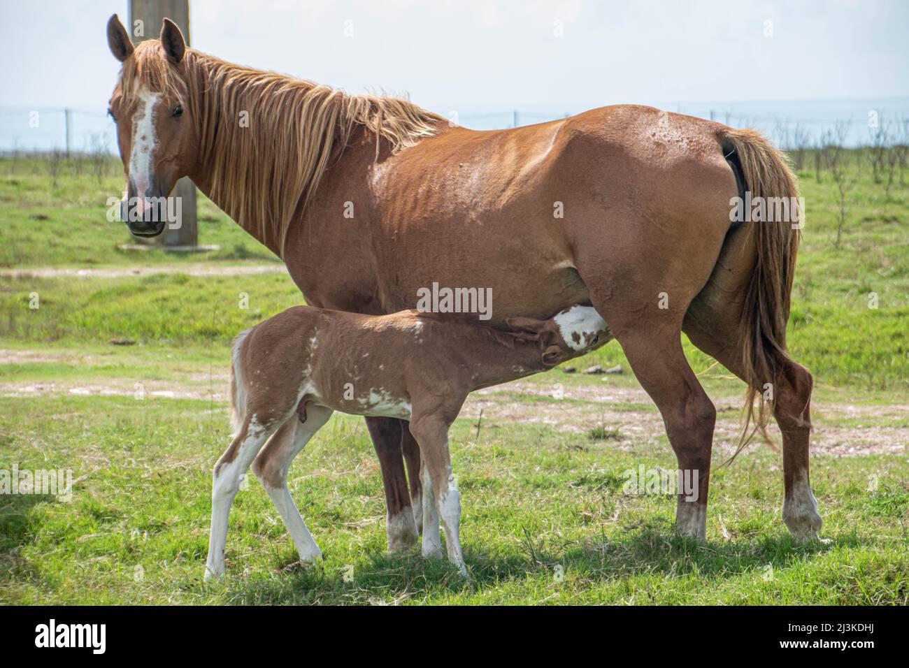 Horse with her foal grazing in a field Stock Photo - Alamy
