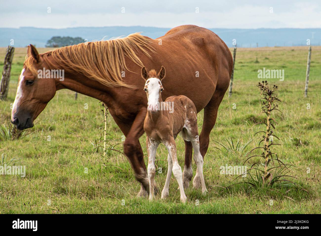 Horse with her foal grazing in a field Stock Photo - Alamy